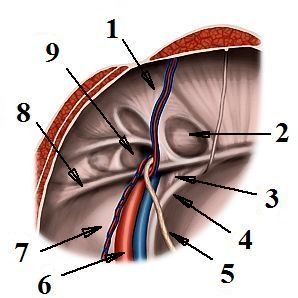 Anatomy - Laparoscopic totally extra-peritoneal (TEP) inguinal hernia ...